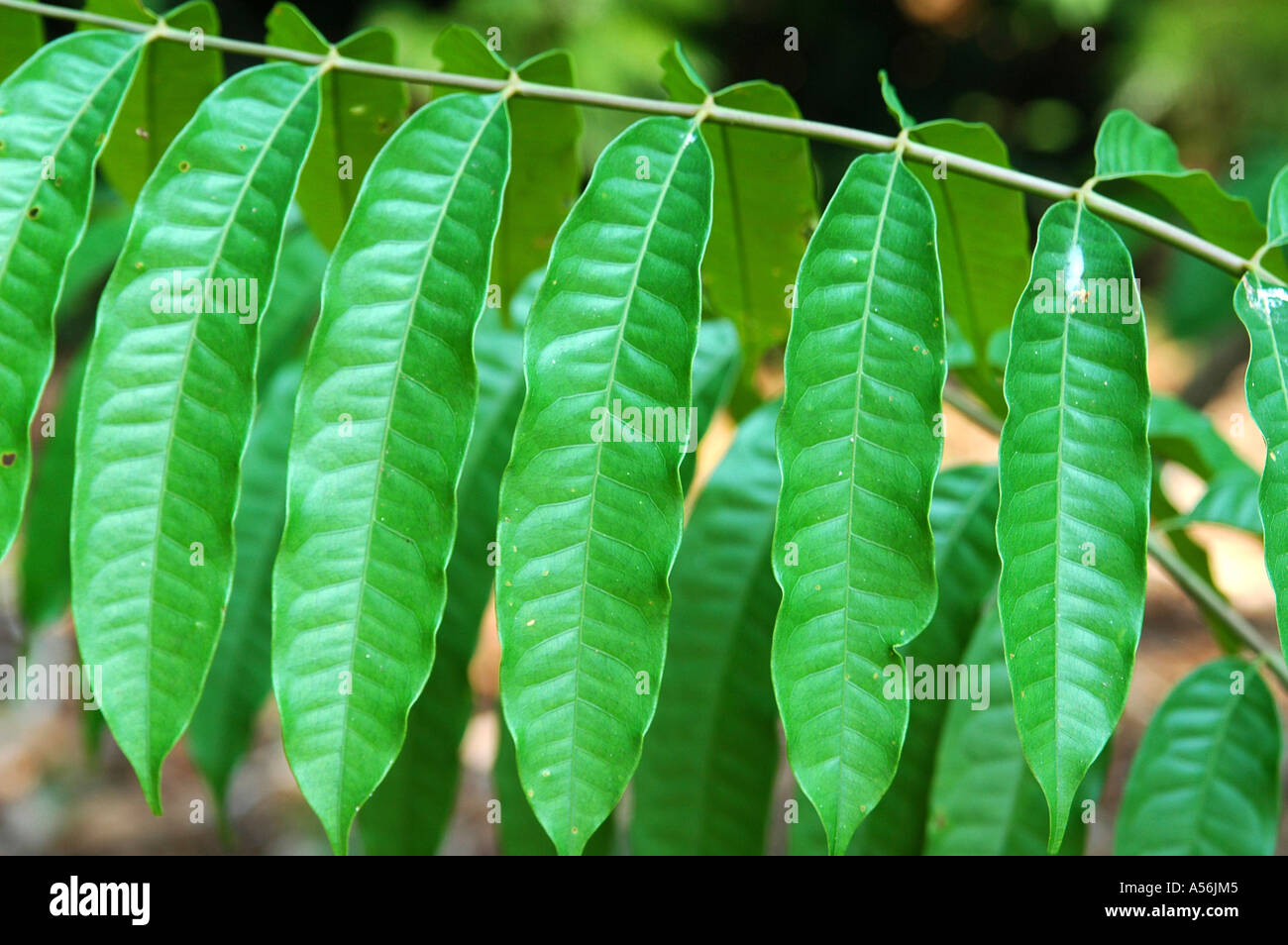 Tropical leaves Amazon region Brazil Stock Photo - Alamy