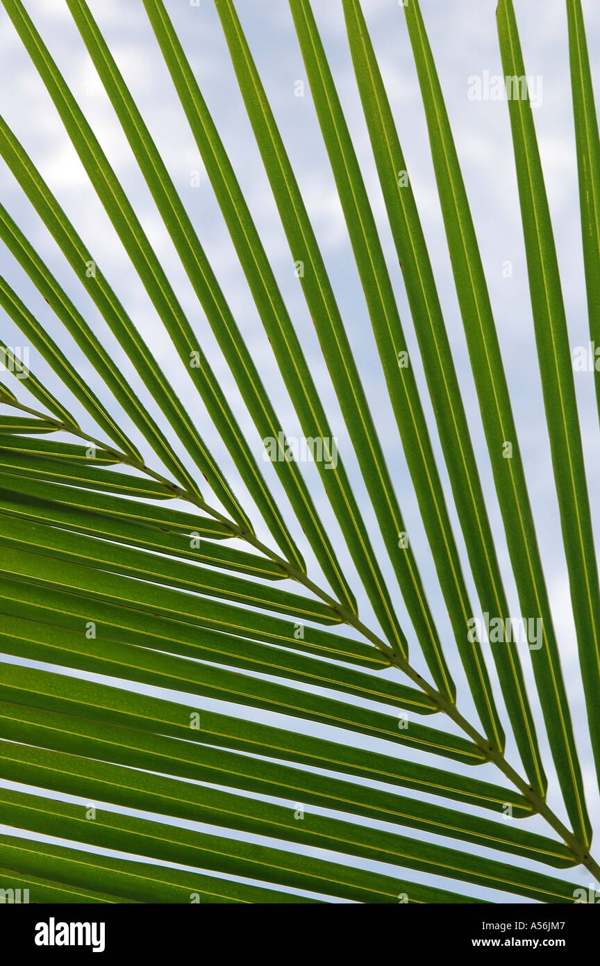 Leaf of a palm tree Stock Photo - Alamy