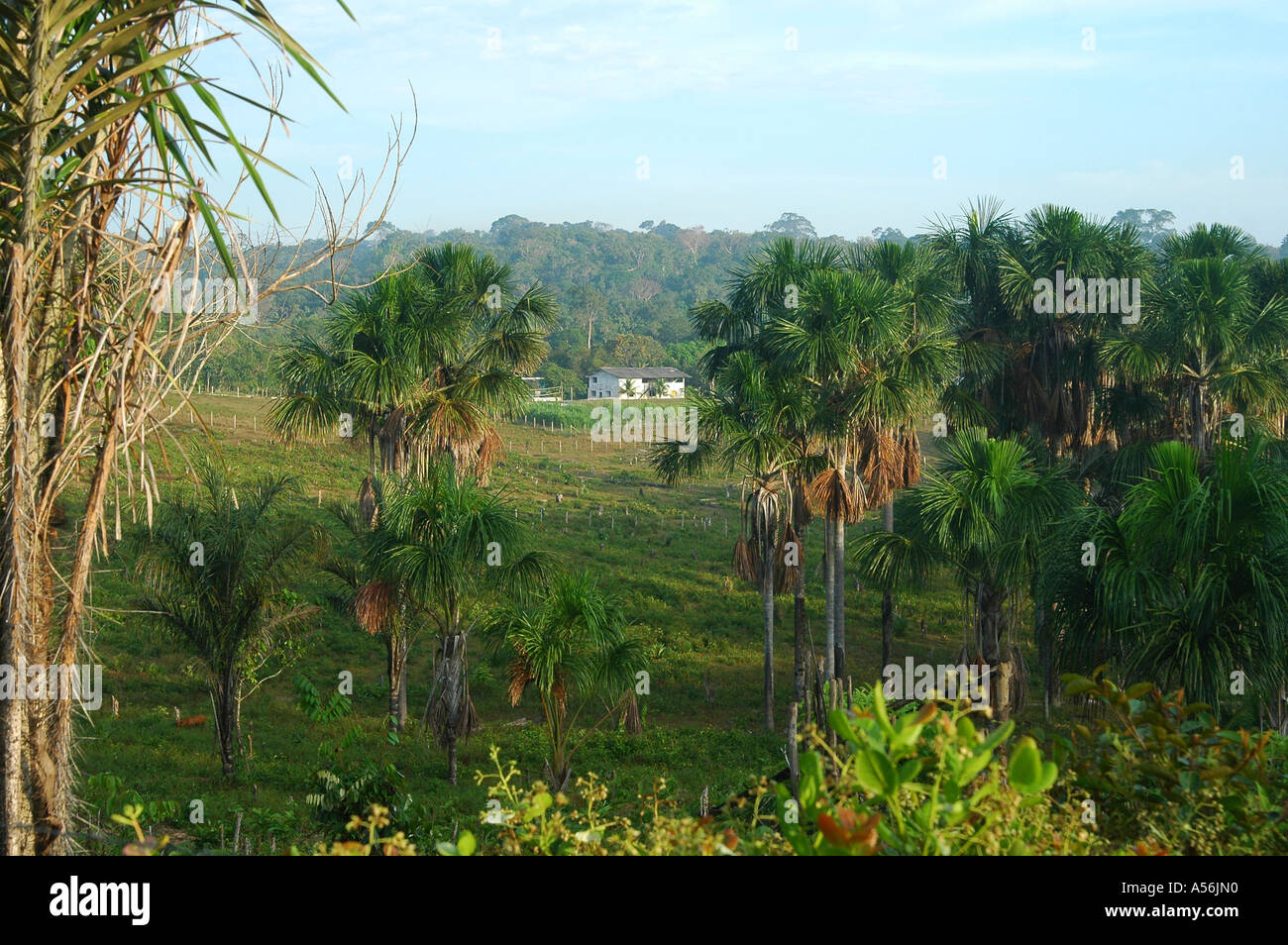 Jungle farm Brazil Stock Photo - Alamy