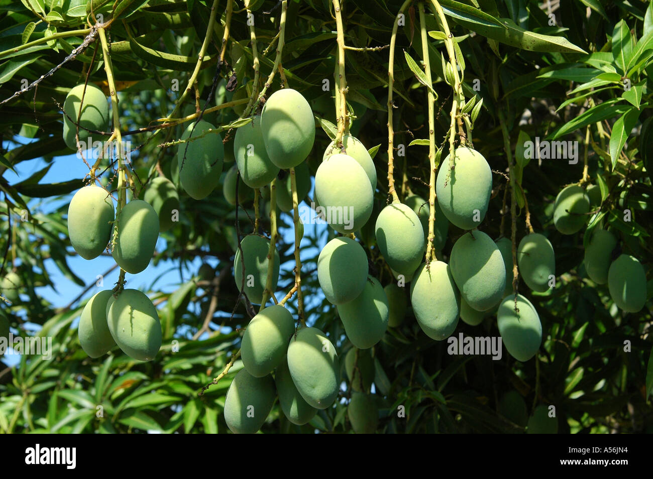 The desserts of brazil hi-res stock photography and images - Alamy