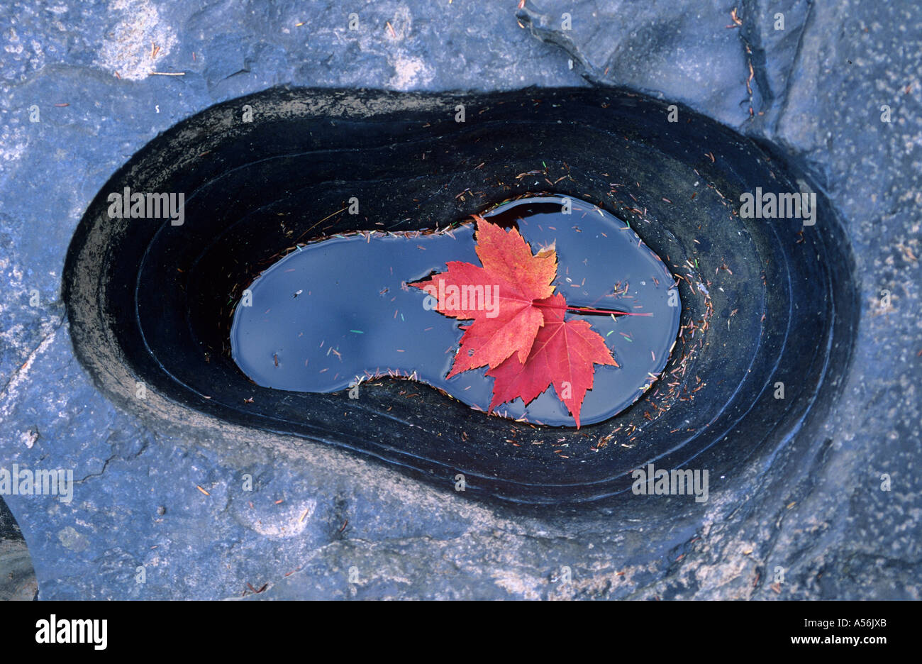 Holes in maple leaves hi-res stock photography and images - Alamy