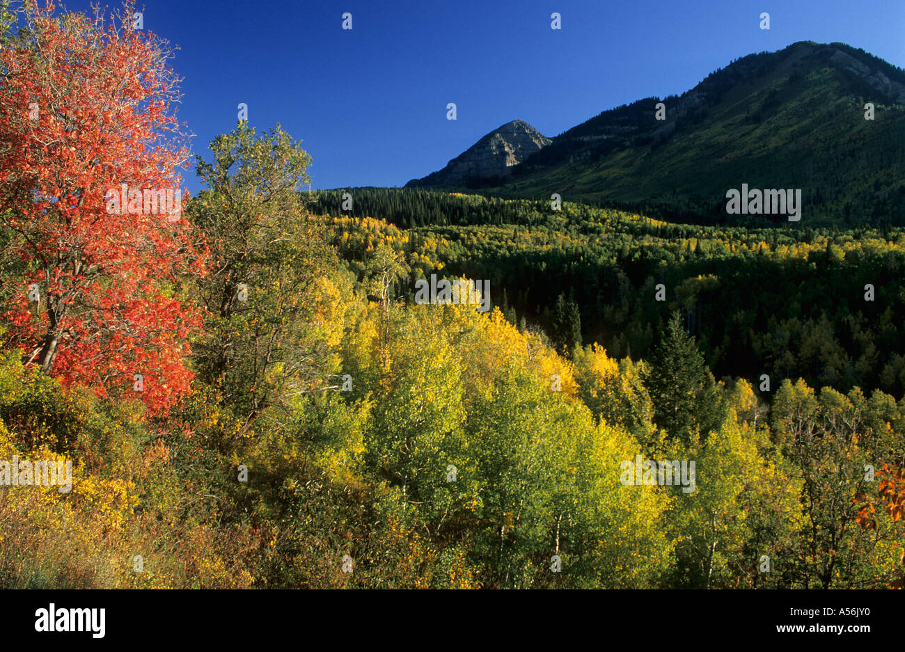Fall colors at Mount Timpanogos, Utah, USA Stock Photo - Alamy