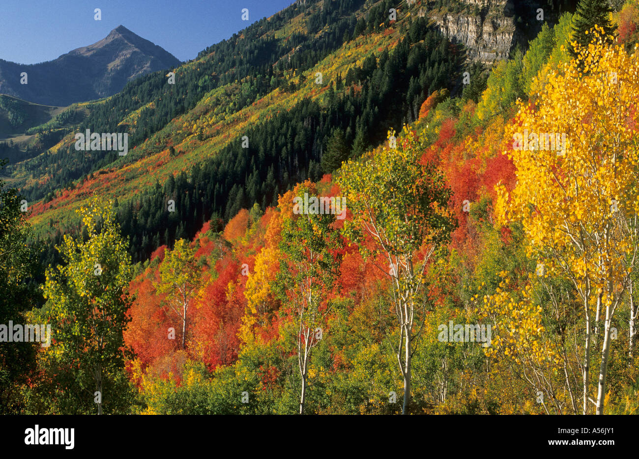 Fall colors at Mount Timpanogos, Utah, USA Stock Photo - Alamy