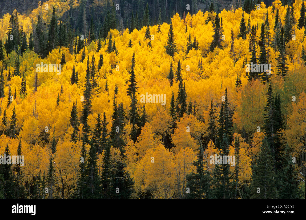 Skyline drive plants hi-res stock photography and images - Alamy