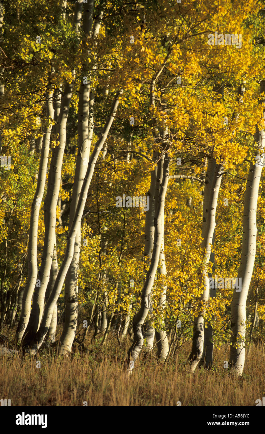 Fall coloured forest in the Wasatch Range, Skyline Drive, Utah, USA ...