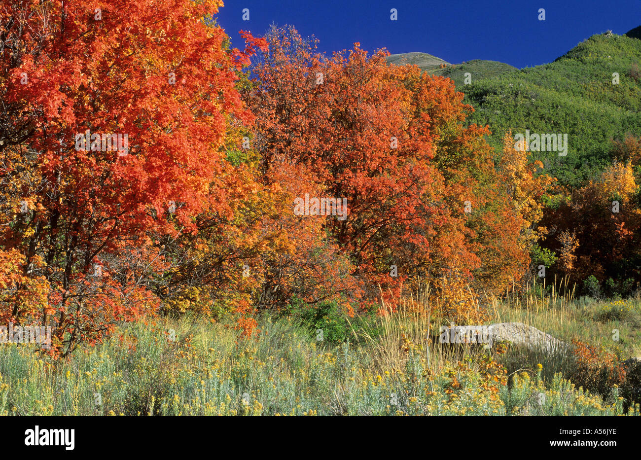 Fall coloured forest in the Wasatch Range, Skyline Drive, Utah, USA ...