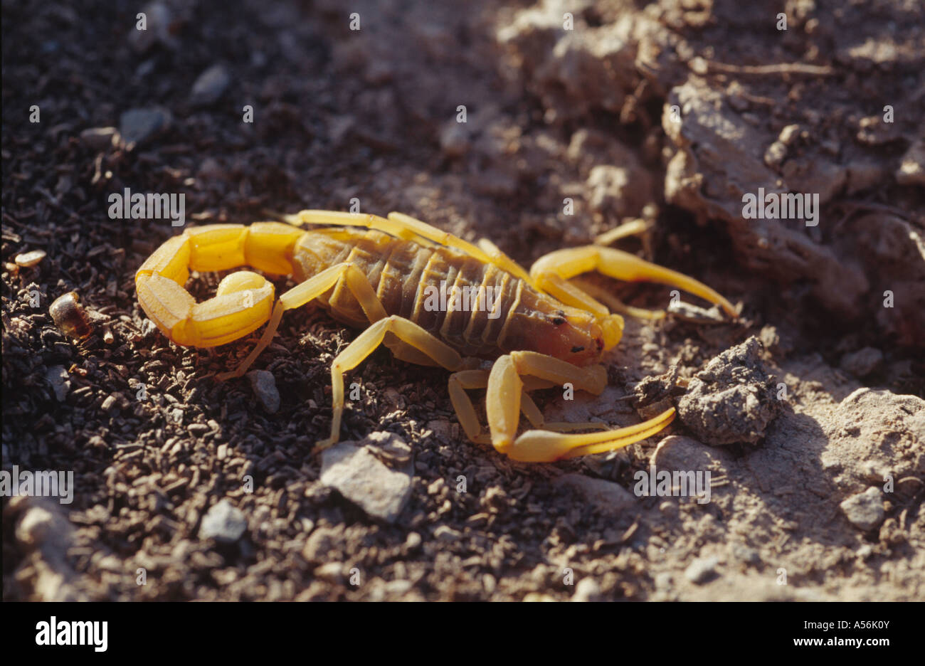 Skorpion hi-res stock photography and images - Alamy