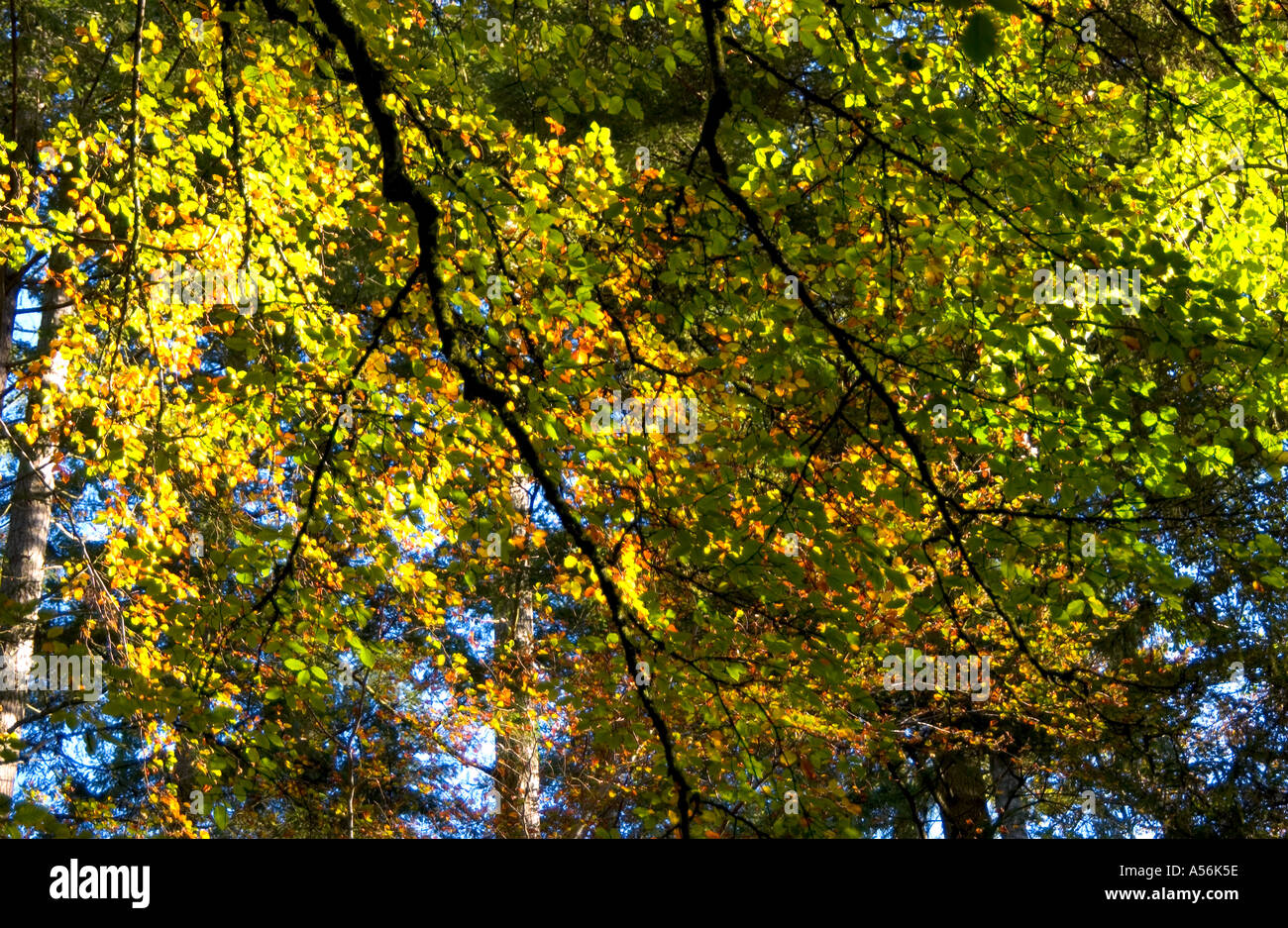 Fall autumn leaves tree hi-res stock photography and images - Alamy