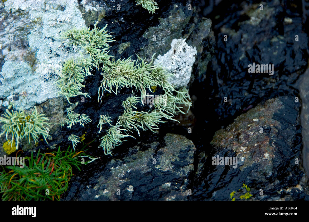 Moss covered stones Stock Photo - Alamy