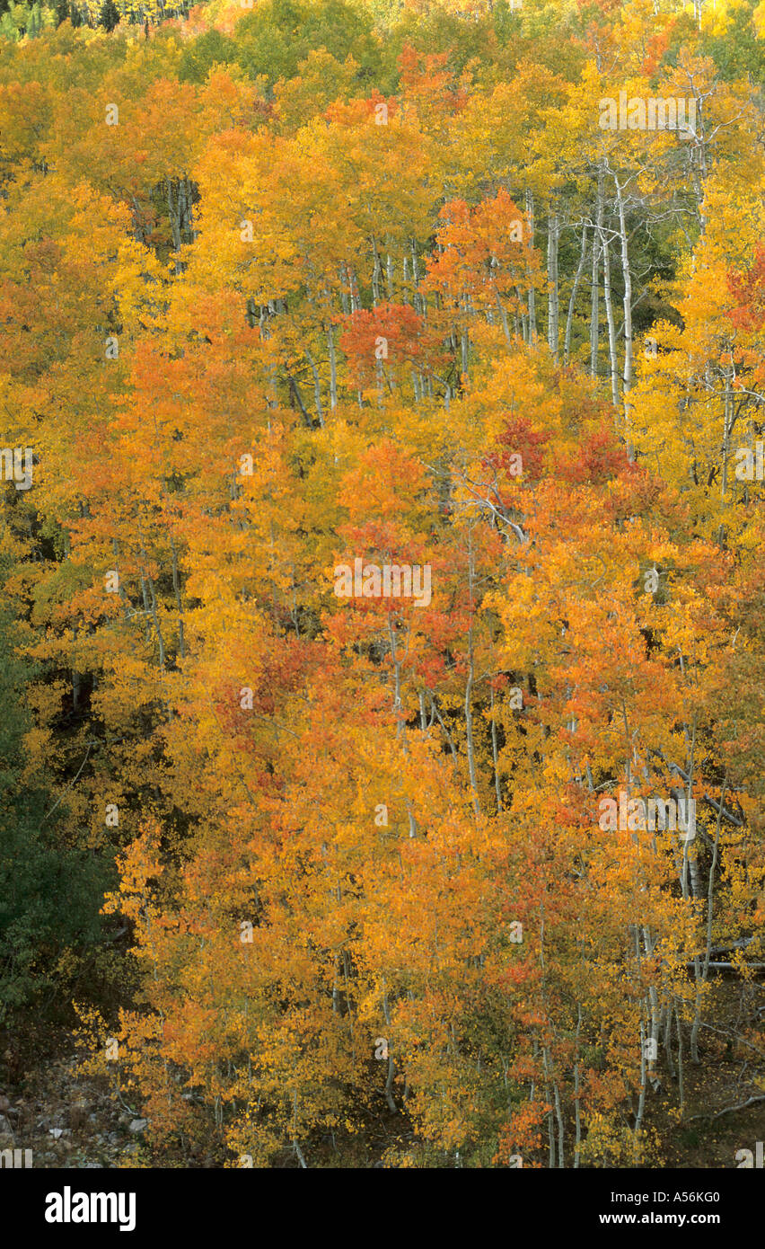 Fall coloured forest in the Uinta Mountains, Utah, USA Stock Photo - Alamy