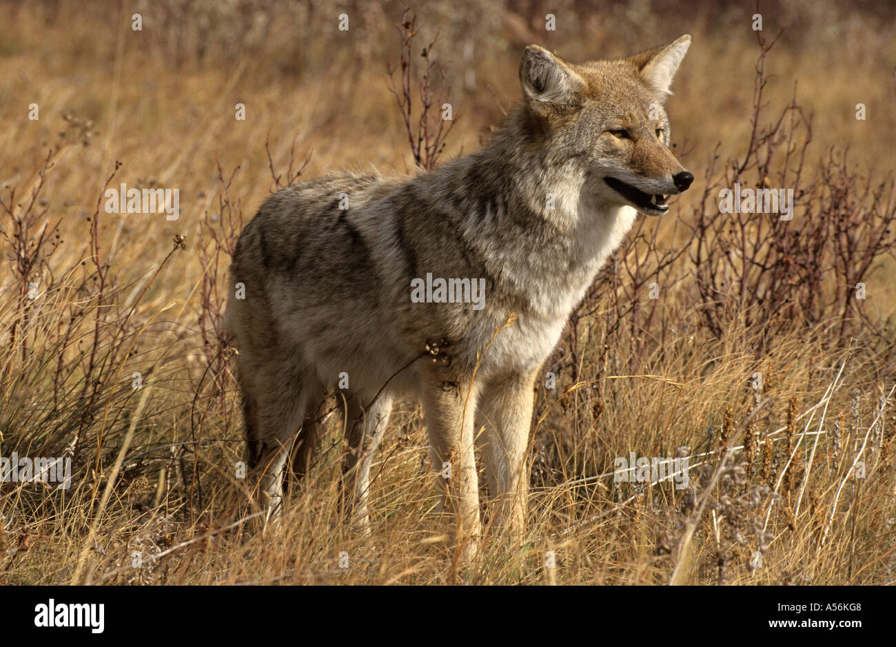 Coyote standing hi-res stock photography and images - Alamy