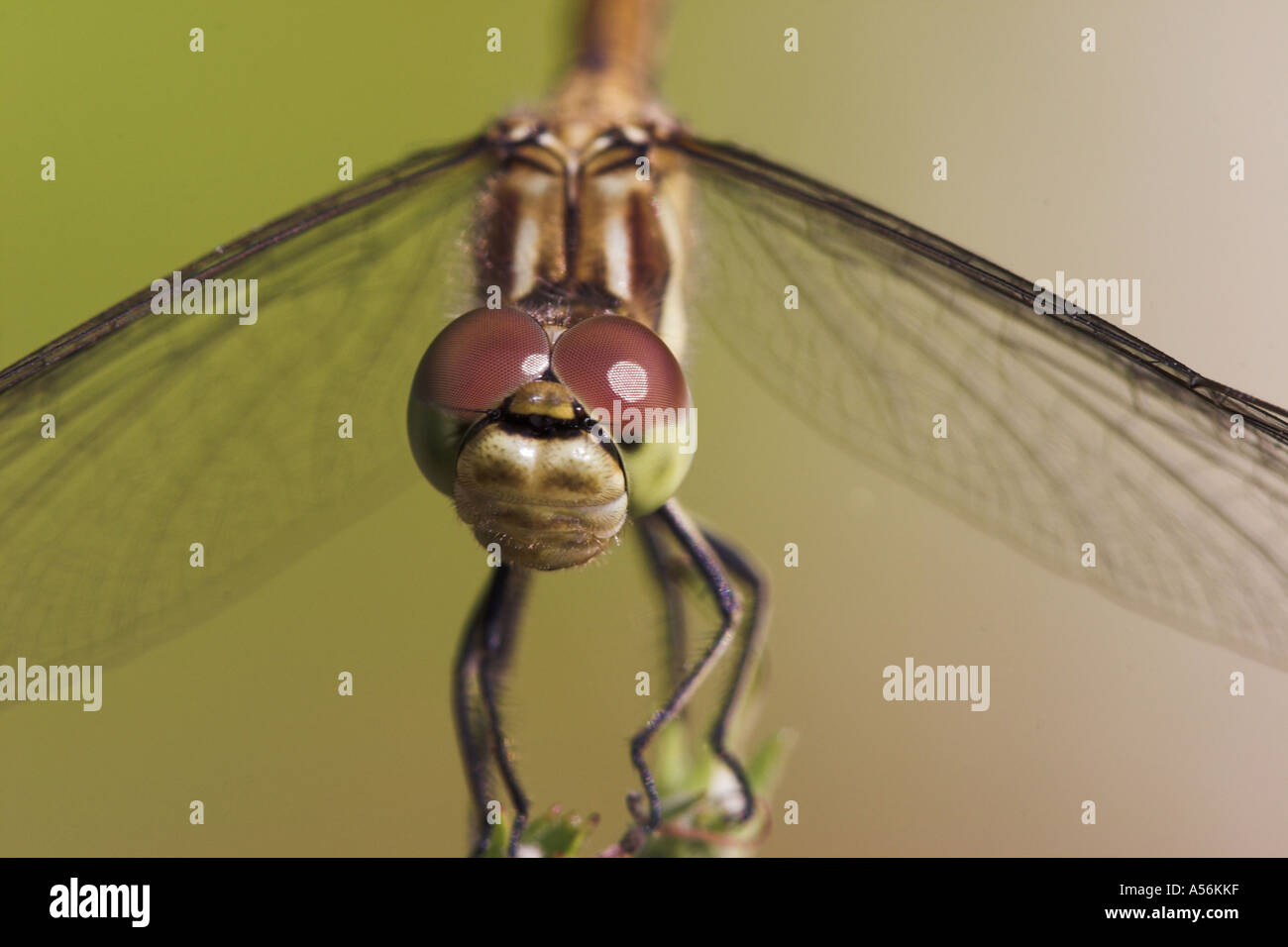 Heath dragonfly, female Stock Photo - Alamy