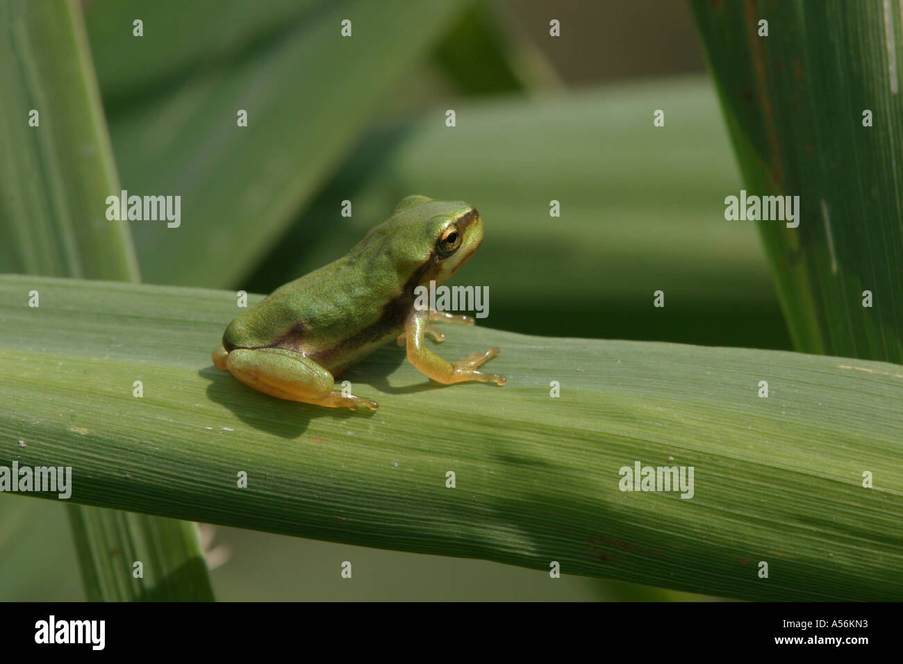 Young tree frog, sitting on a reed leave discovering his new world. The ...
