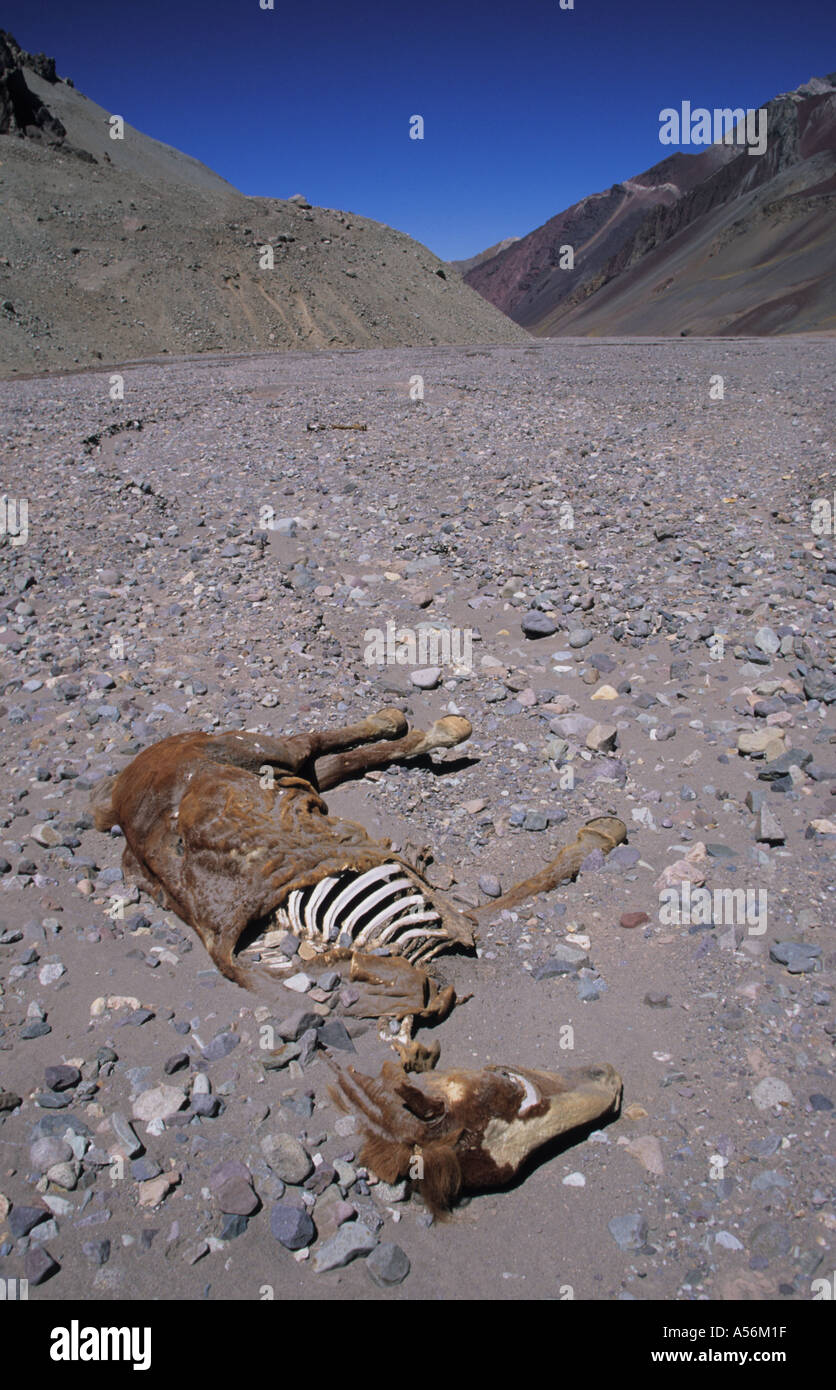 Dead Mule High Resolution Stock Photography and Images - Alamy