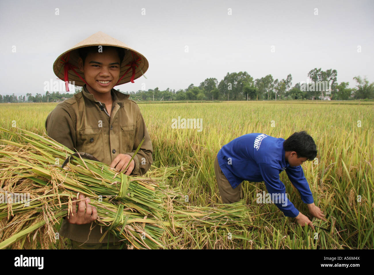 Painet iy8743 vietnam farmer rice harvest mai linh village nam dinh ...