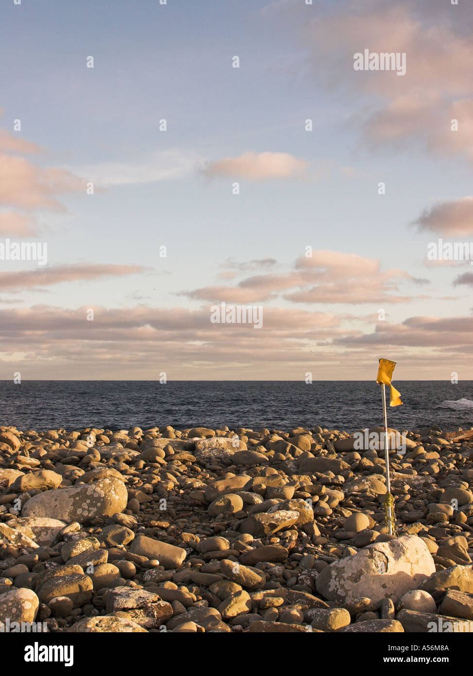 Yellow Flag Grutness Shetland Stock Photo - Alamy