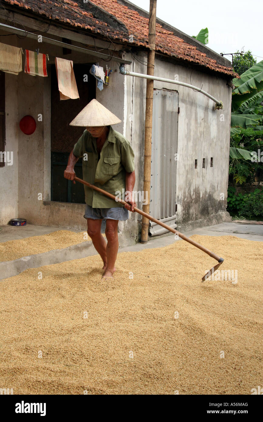Painet iy8749 vietnam farmer raking rice dry sun front house mai linh ...