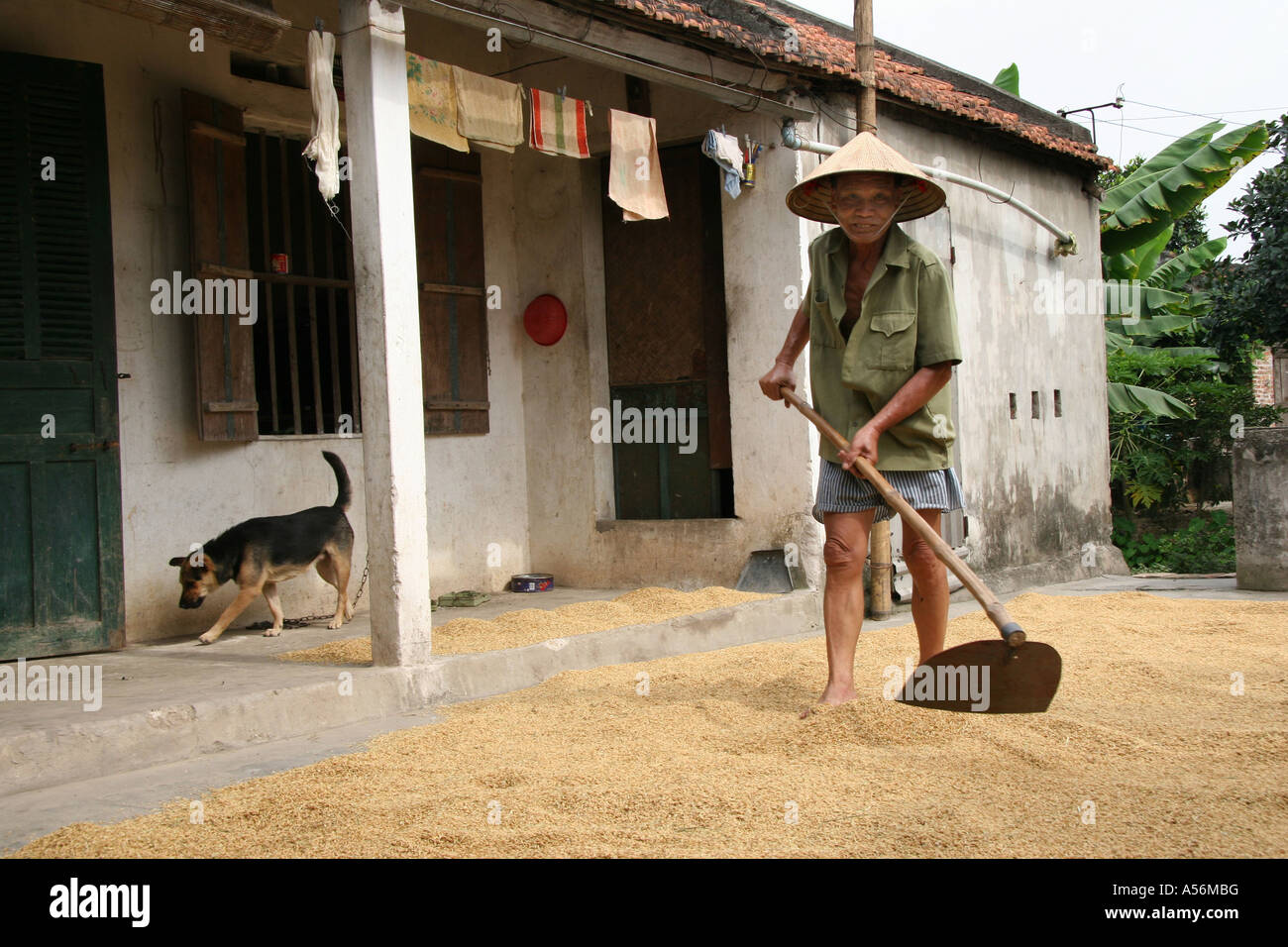 Painet iy8750 vietnam farmer raking rice dry sun front house mai linh ...