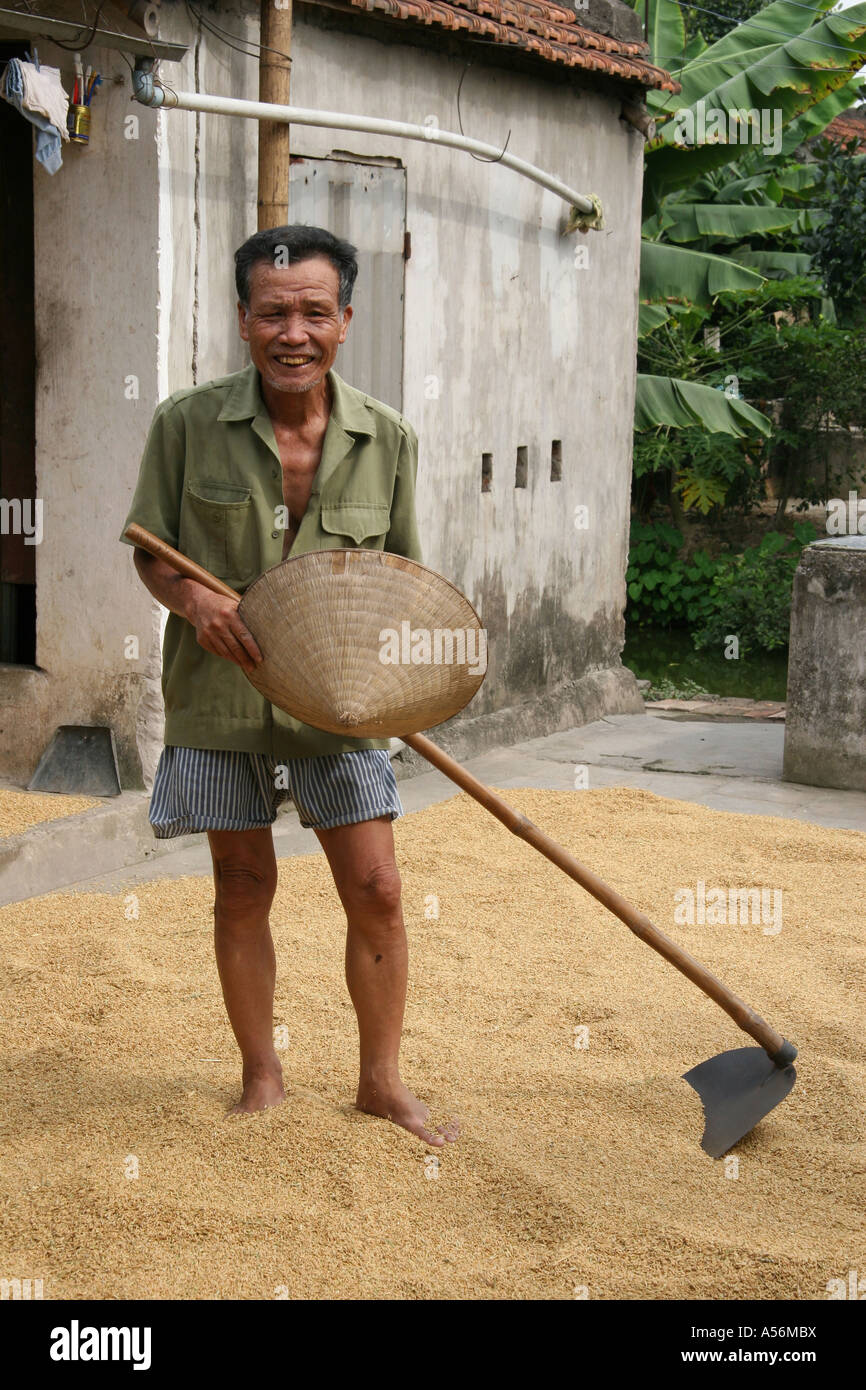 Painet iy8751 vietnam farmer raking rice dry sun front house mai linh ...