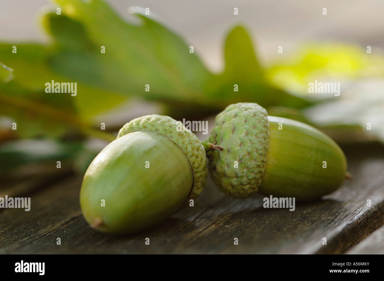 Two acorn fruits, close-up Stock Photo - Alamy