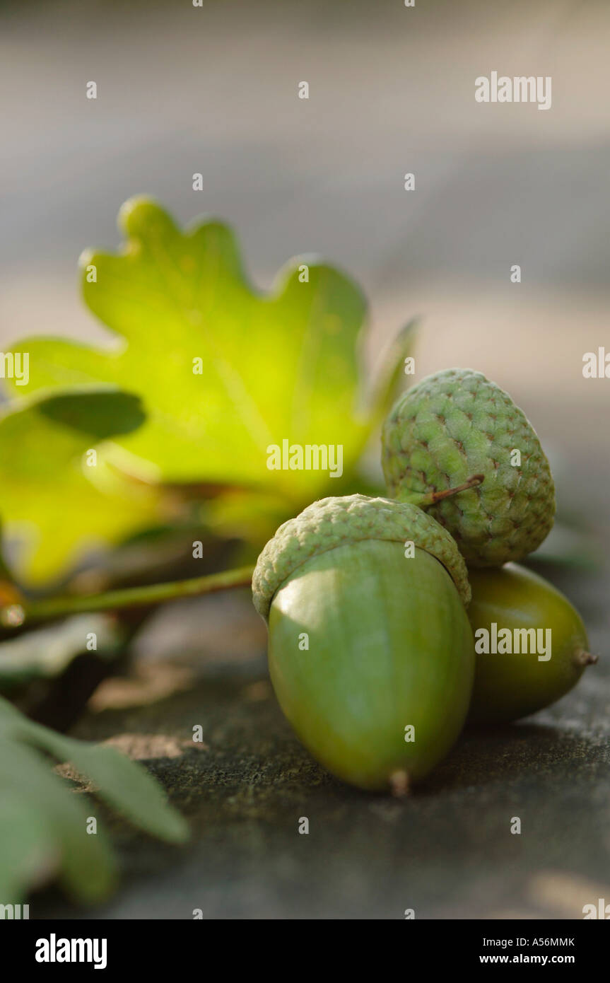 Two acorn fruits, close-up Stock Photo - Alamy