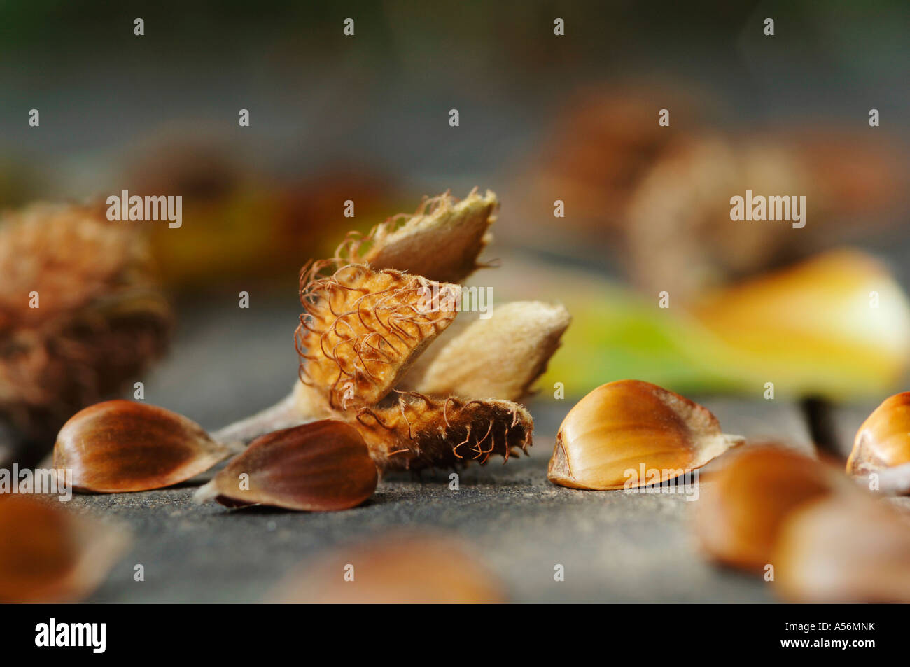 Beech-nuts and shells, close-up Stock Photo - Alamy