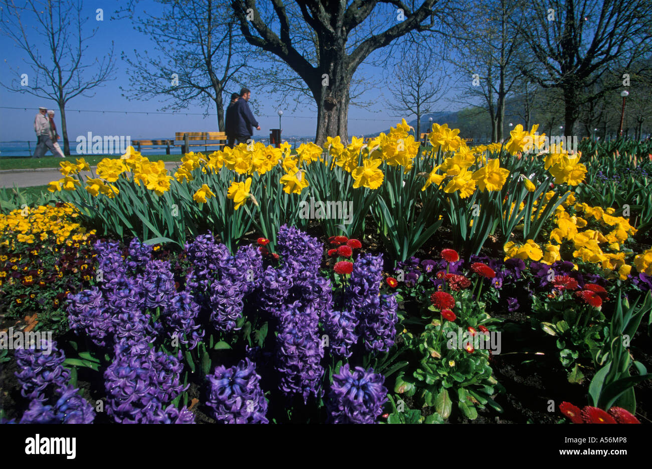 Spring flowers in Bregenz Vorarlberg Austria Stock Photo - Alamy