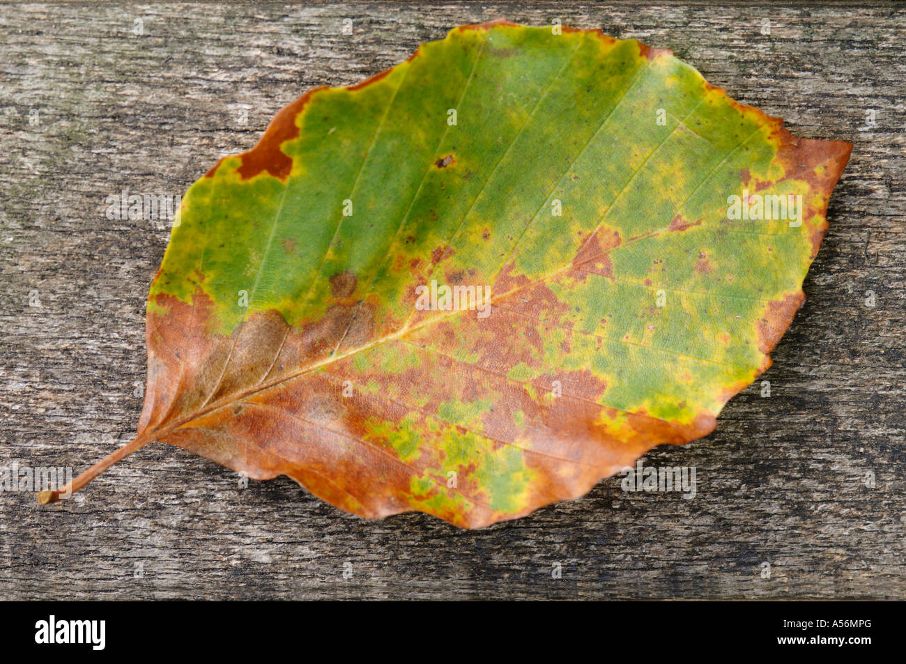 Beech panel hi-res stock photography and images - Alamy