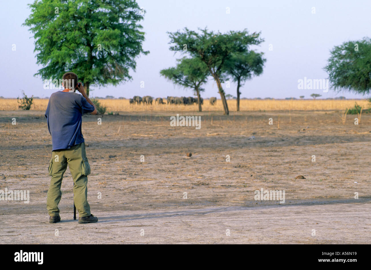 Tourist watching the elephants, Waza National Park, Cameroon Stock ...