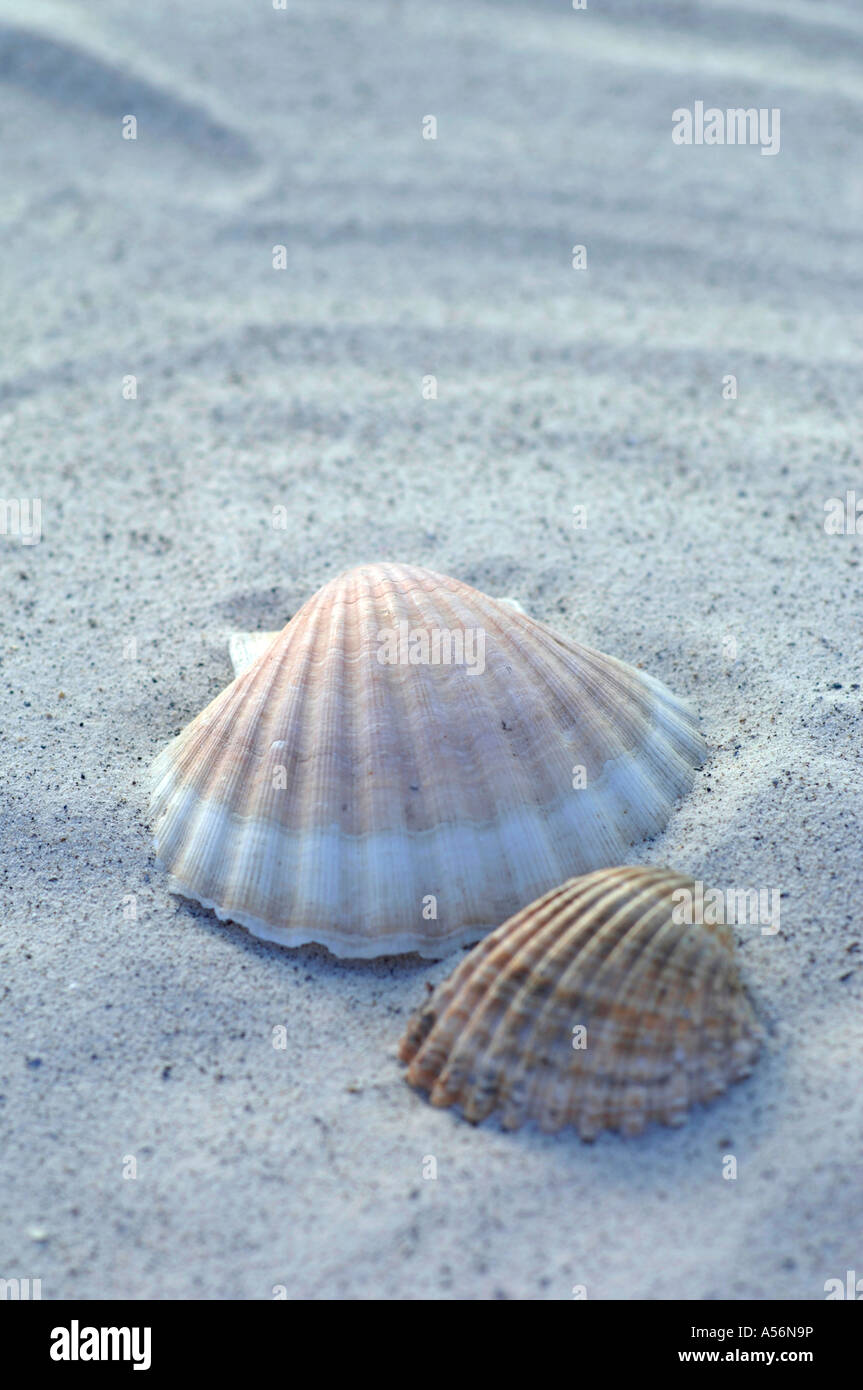 Two shells on sand, close-up Stock Photo - Alamy