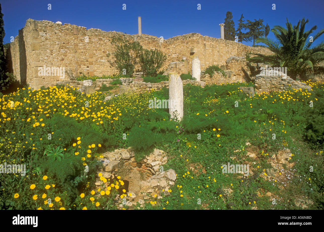 Roman ruins Carthage Tunisia Africa Stock Photo - Alamy