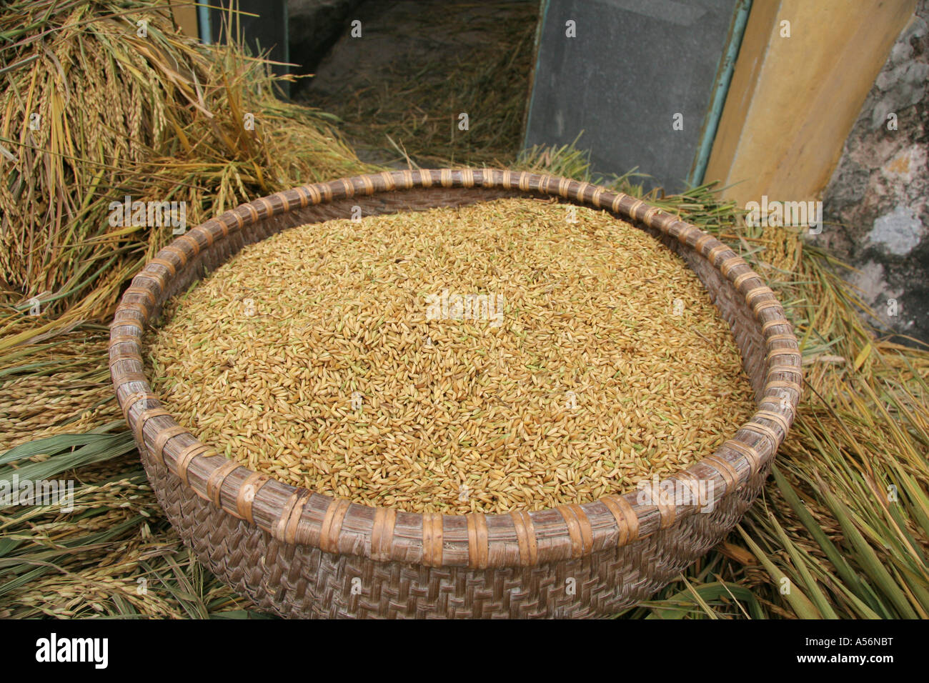 Rice scheme hi-res stock photography and images - Alamy