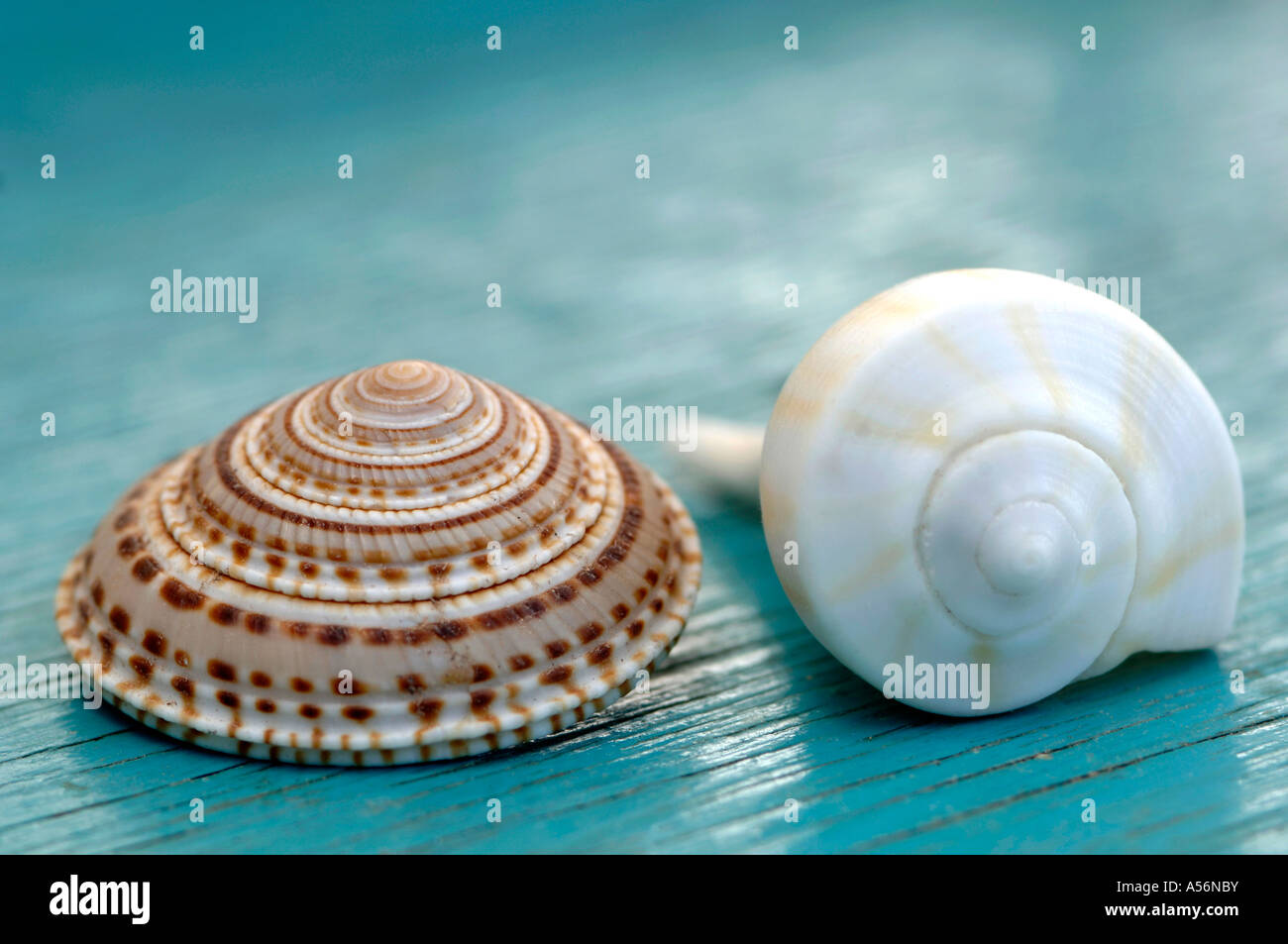 Two sea shells, close-up Stock Photo - Alamy