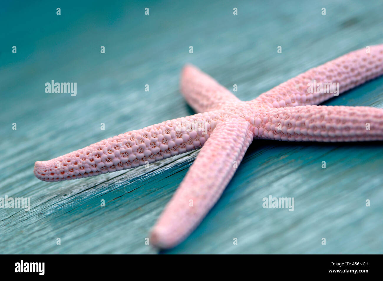 Coloured star fish hi-res stock photography and images - Alamy