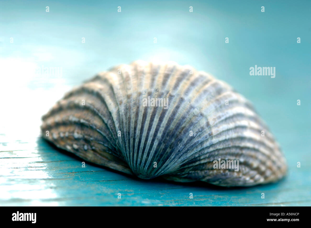 Sea shell, close-up Stock Photo - Alamy