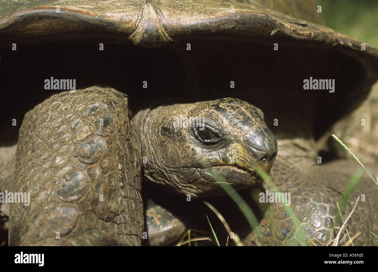 Mauritius reptiles hi-res stock photography and images - Alamy