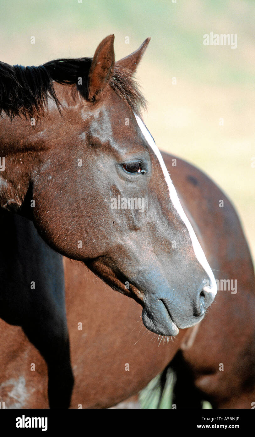 Quarter Horse Stute Stock Photo - Alamy