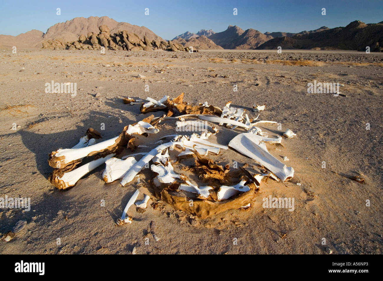 Sand soil animal bones hi-res stock photography and images - Alamy