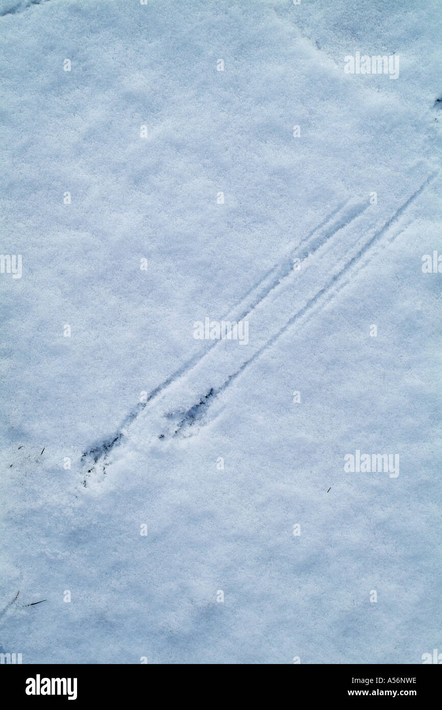 Track in the snow Stock Photo - Alamy