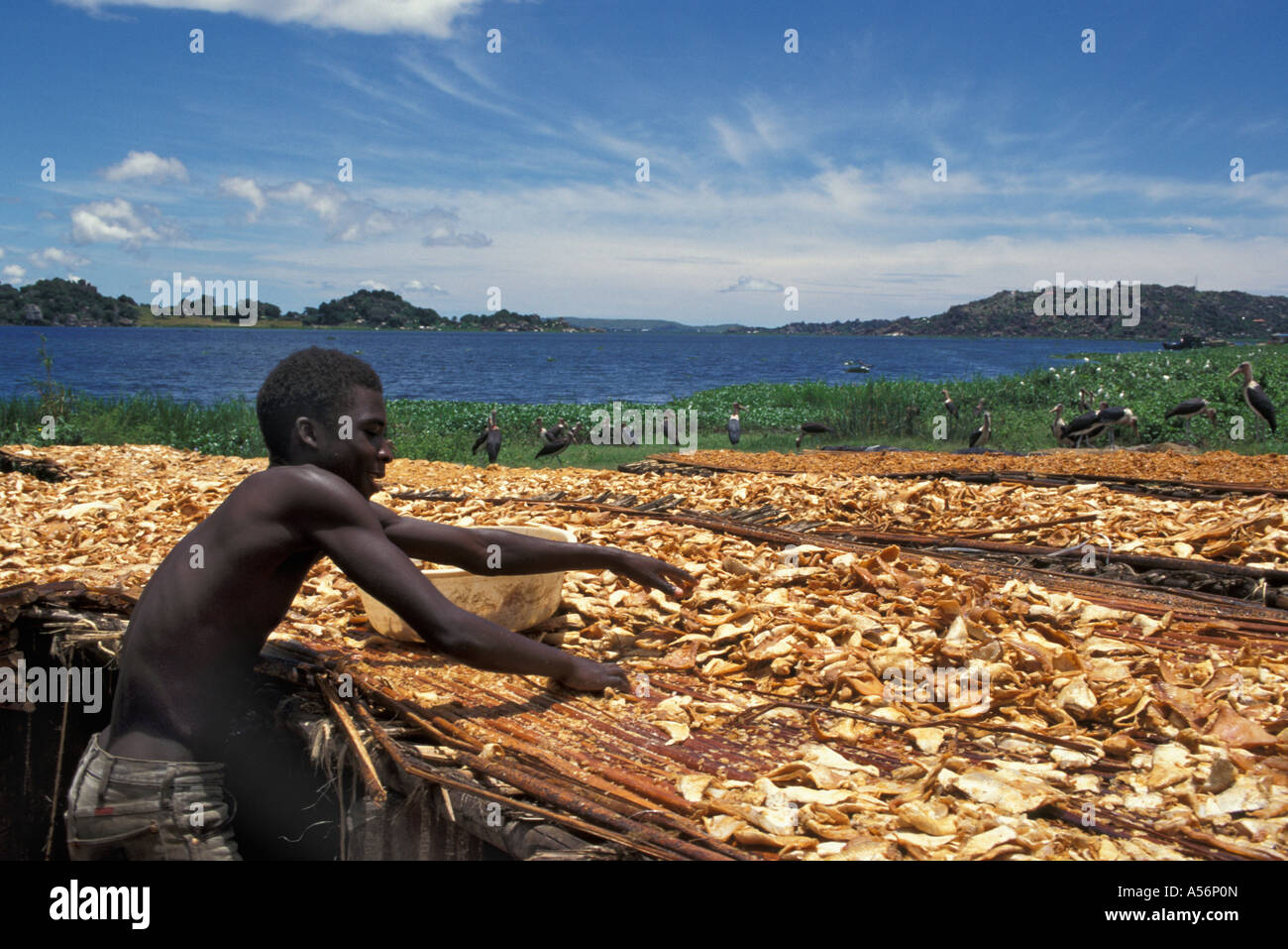 Painet iy8859 3874 tanzania drying fish sun mwanza lake victoria ...