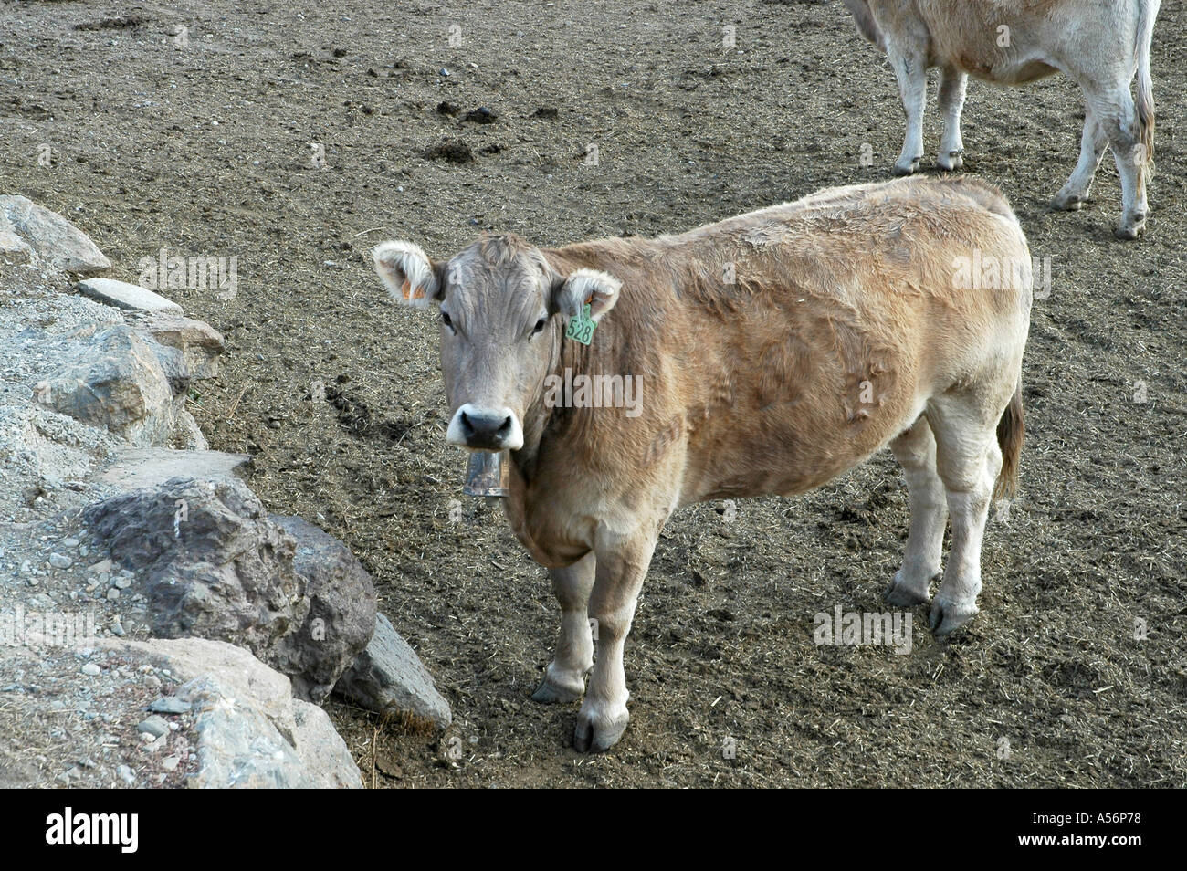 Cows farm at Lleida Spain Stock Photo - Alamy