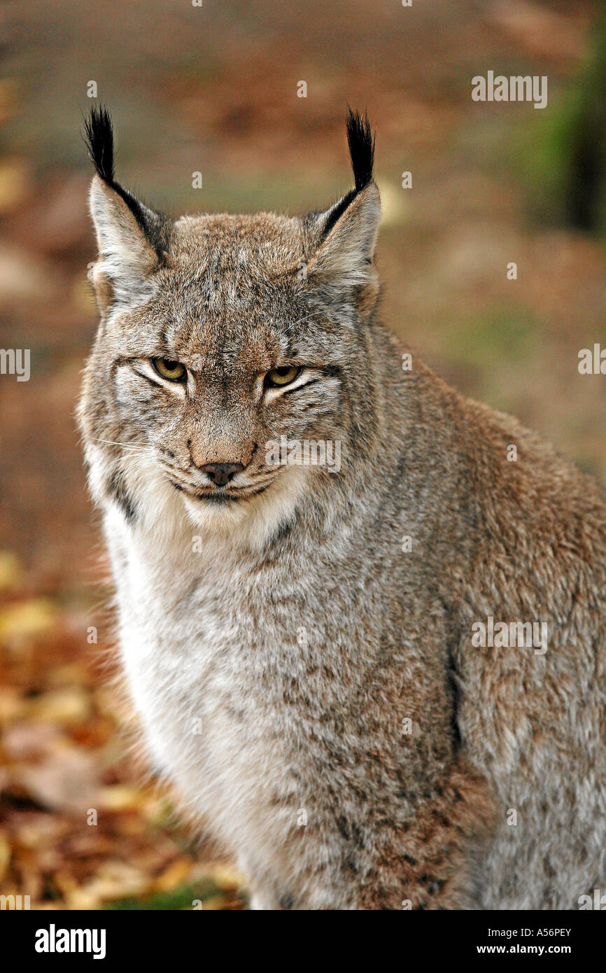 Luchs Lynx Lynx lynx Stock Photo - Alamy