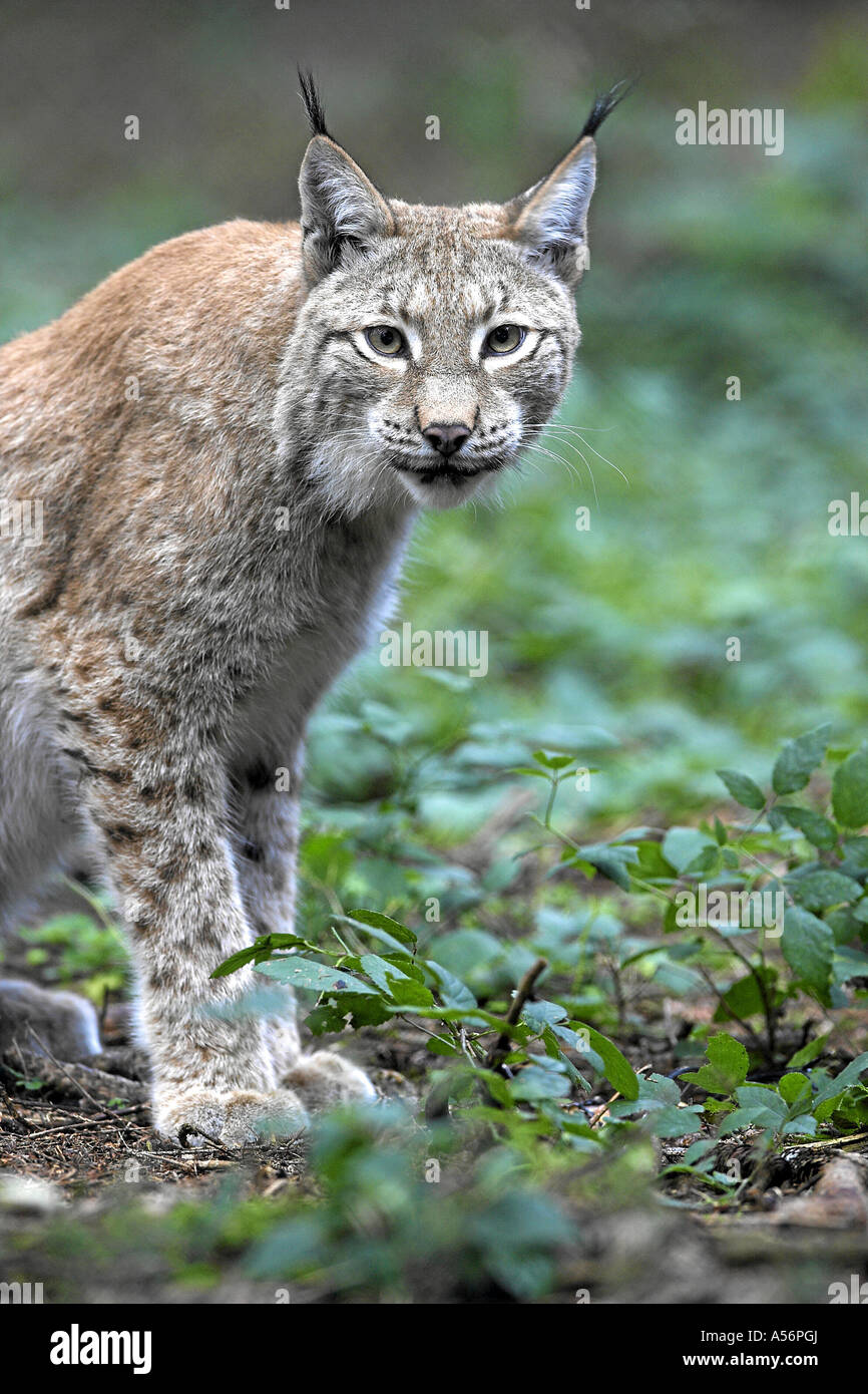 Luchs Lynx Lynx lynx Stock Photo - Alamy