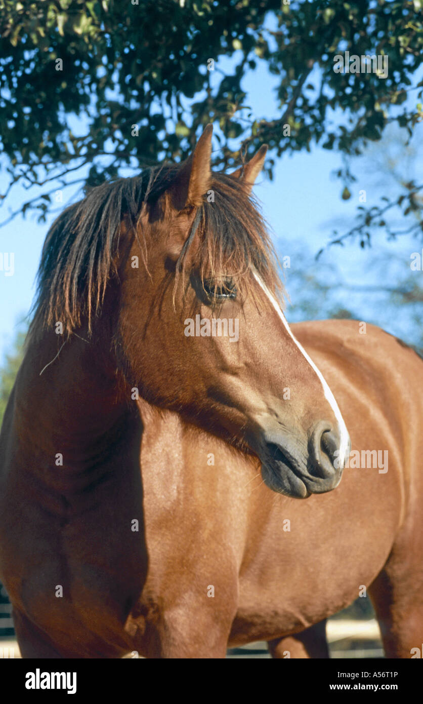 Freiberger Horse Germany Stock Photo - Alamy