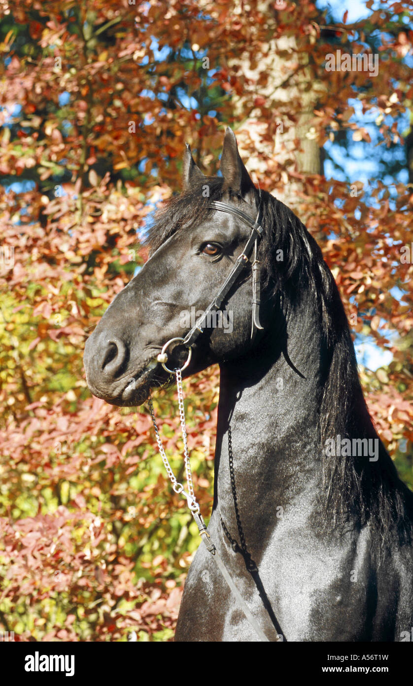 Friesenpferd Friesian Horse Stock Photo - Alamy