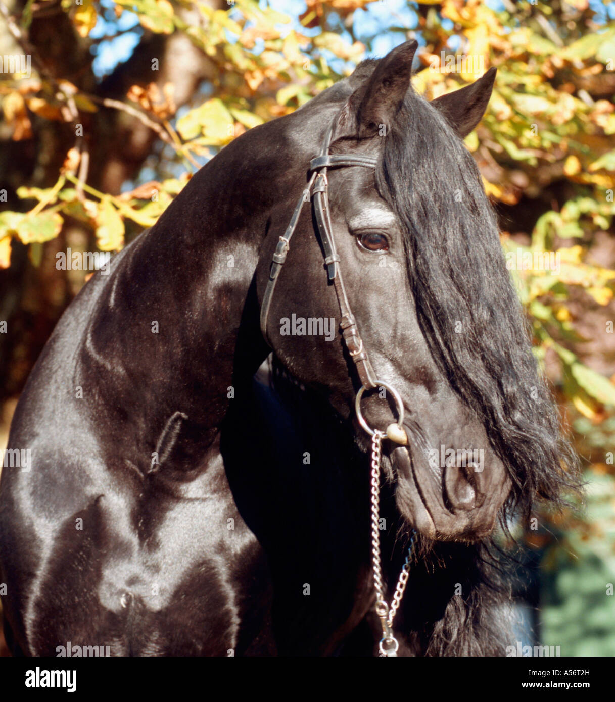 Friesenpferd Friesian Horse Stock Photo - Alamy