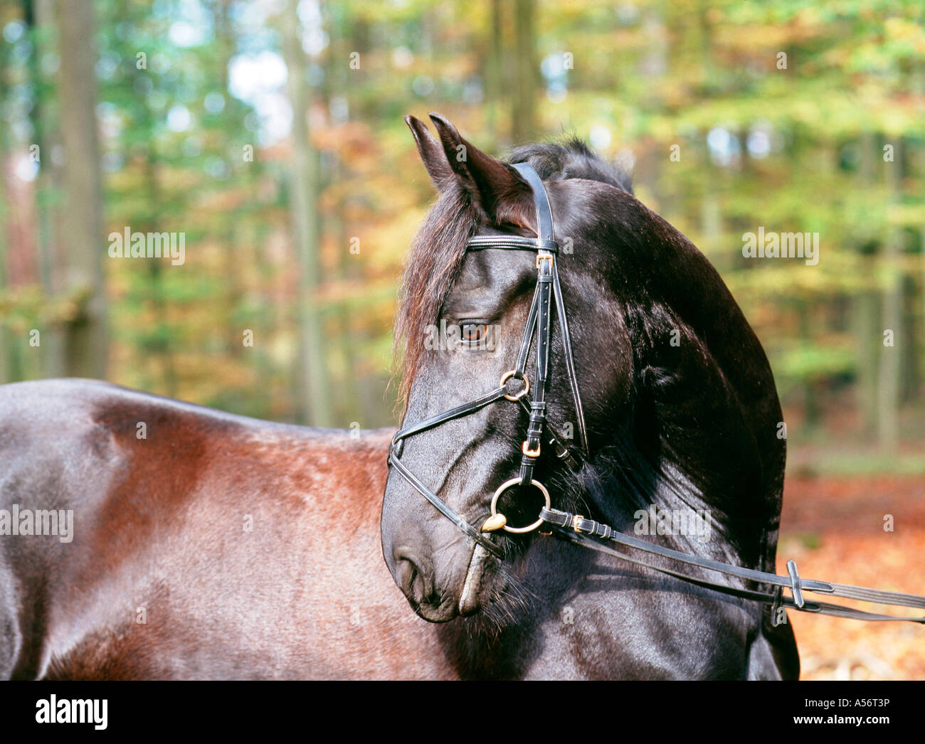 Friese friesenpferd friesian black horse hengst 6 jaehrig Stock Photo ...