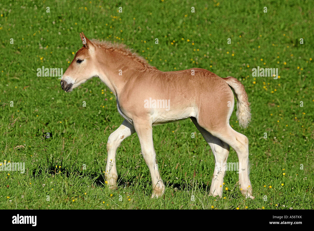 Kaltblutfohlen 2 Monate alt heavy horse foal 2 months old Stock Photo ...