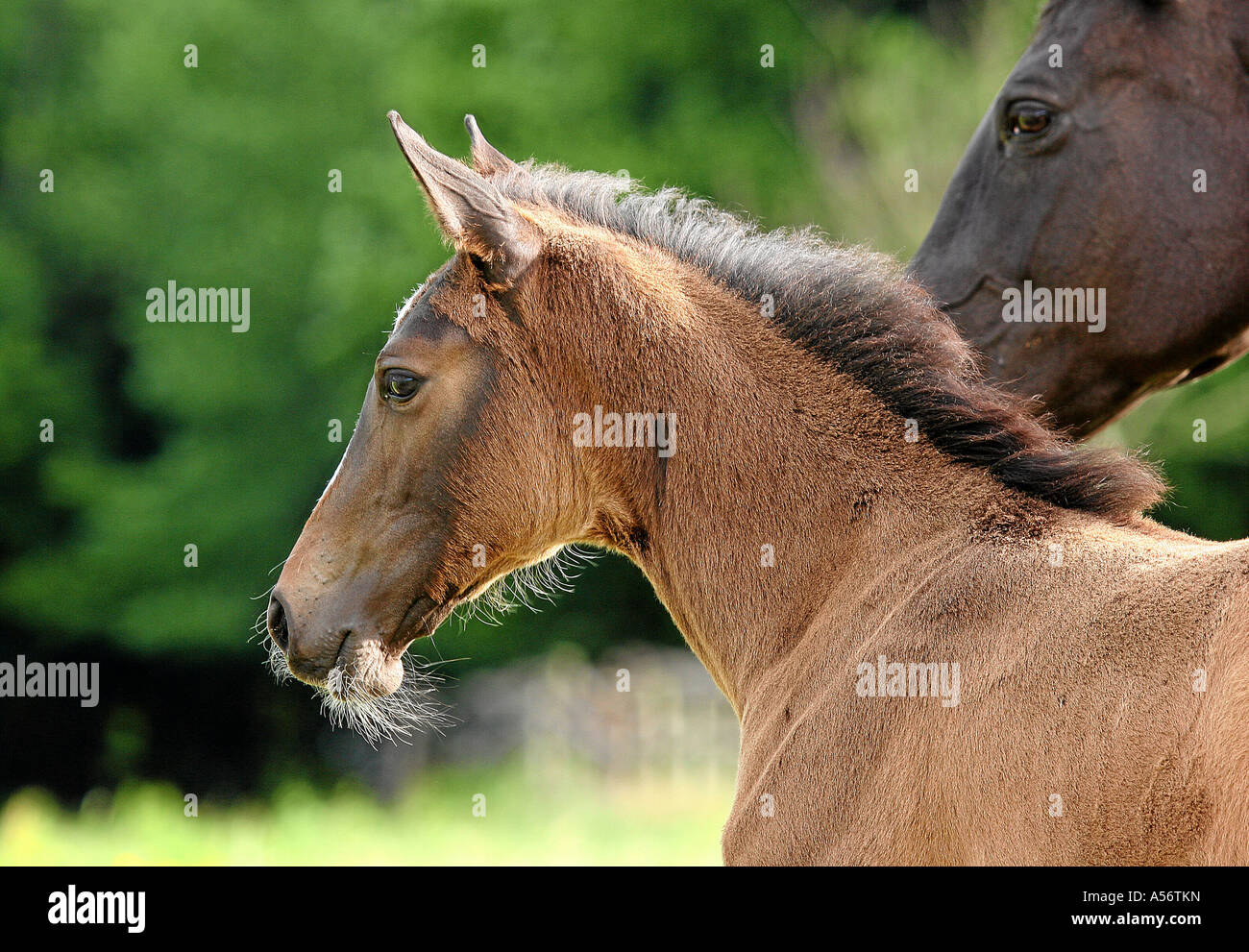 Braunes pferd hi-res stock photography and images - Alamy