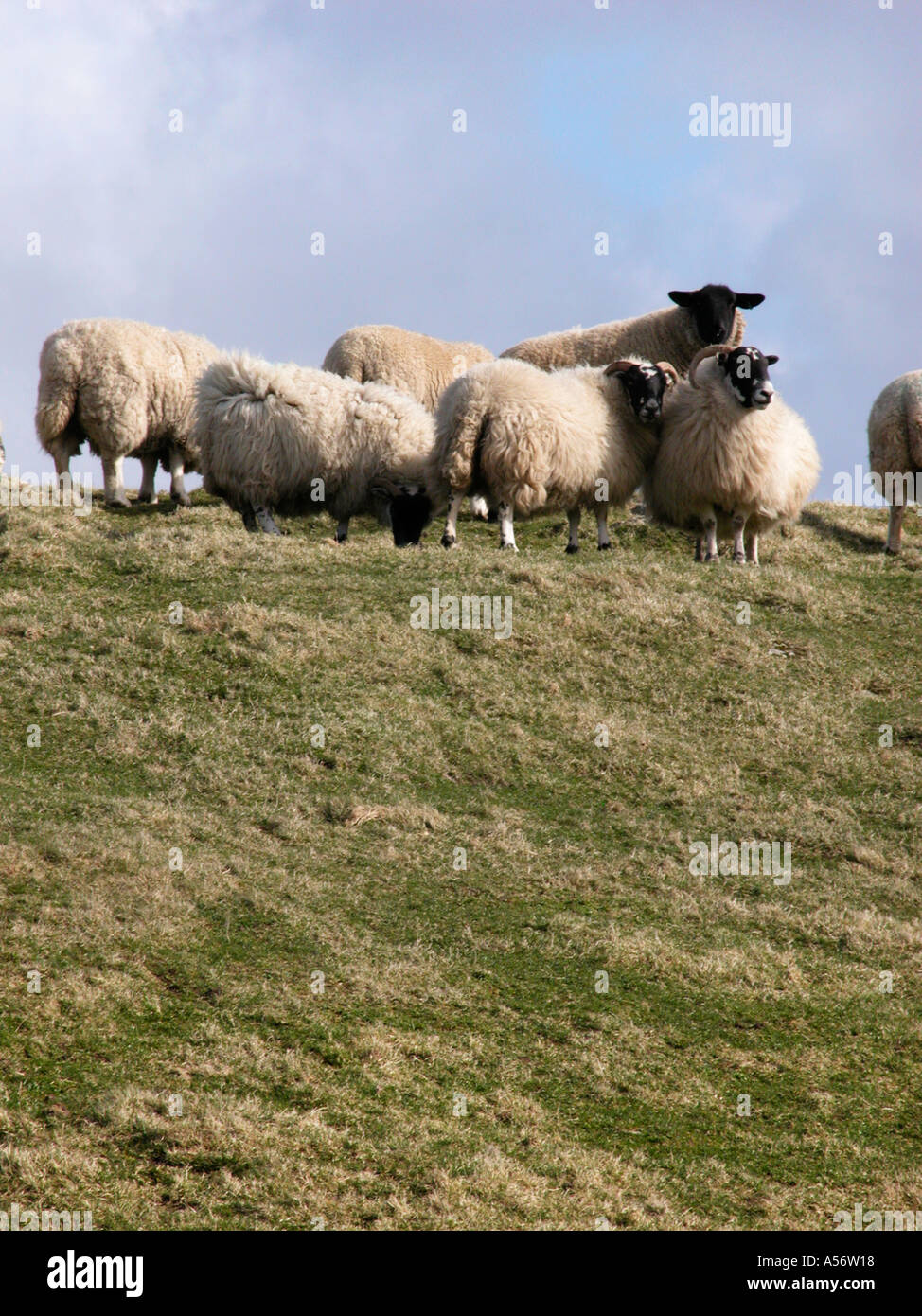 sheep on hillside shetland Stock Photo - Alamy